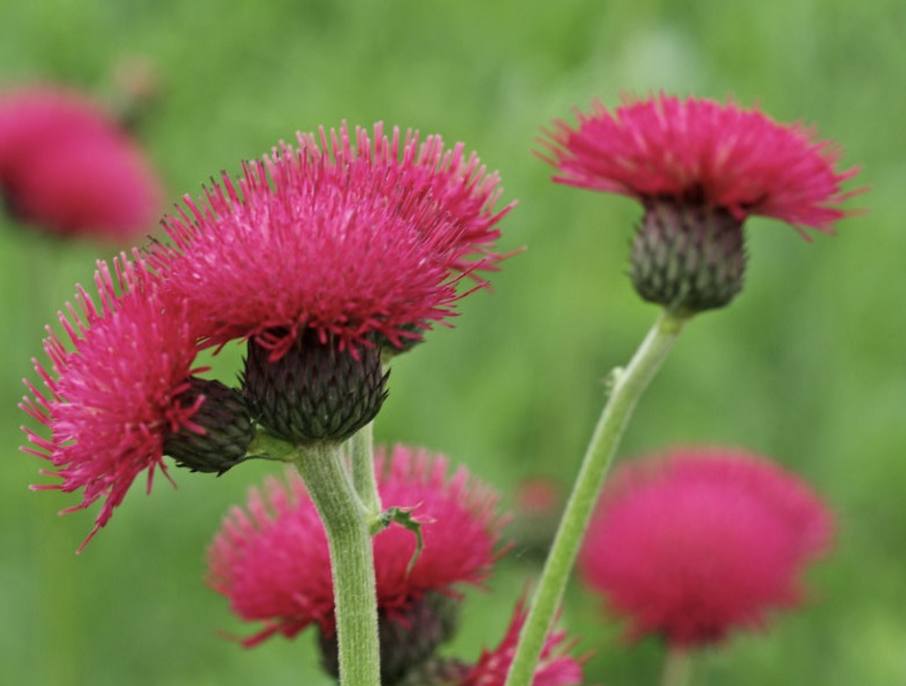 Pcháč potoční 'Atropurpureum' - Cirsium rivulare 'Atropurpureum ...