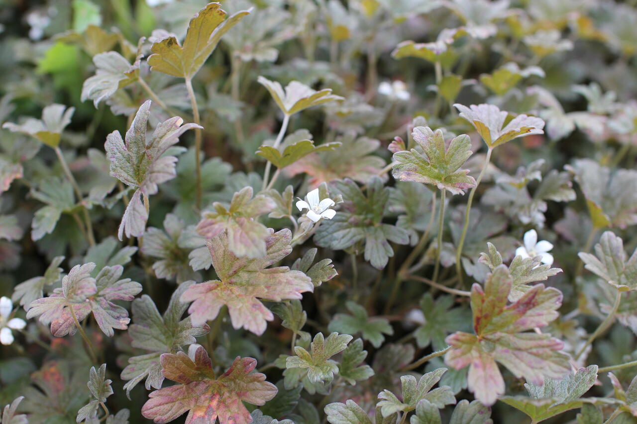 Kakost 'Sanne' - Geranium 'Sanne' | Zahradnictví FLOS