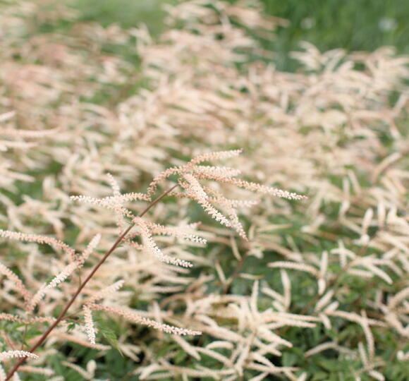 Sazenice udatný - aruncus | Zahradnictví FLOS