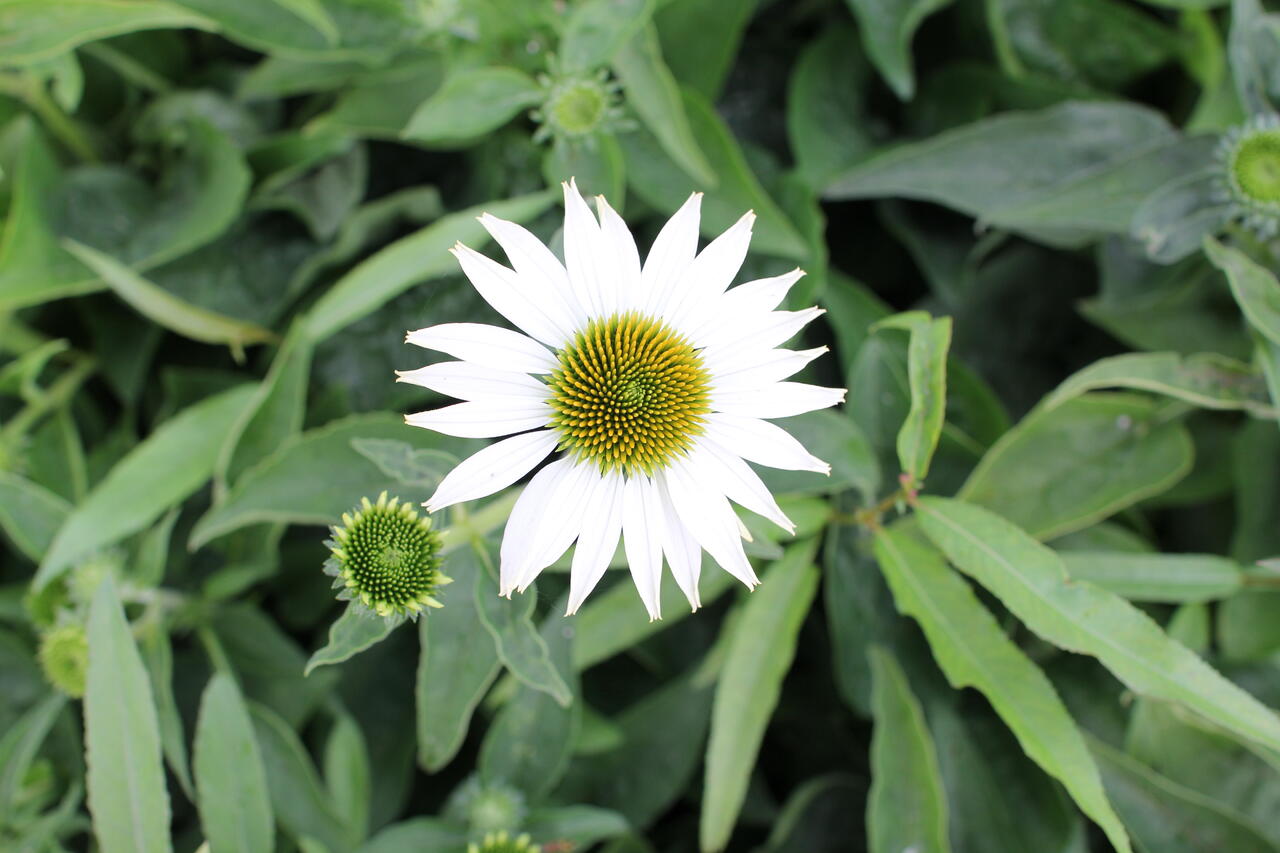 Třapatkovka nachová 'Prairie Splendor Compact White' - Echinacea ...