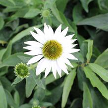Třapatkovka nachová 'Prairie Splendor Compact White' - Echinacea ...
