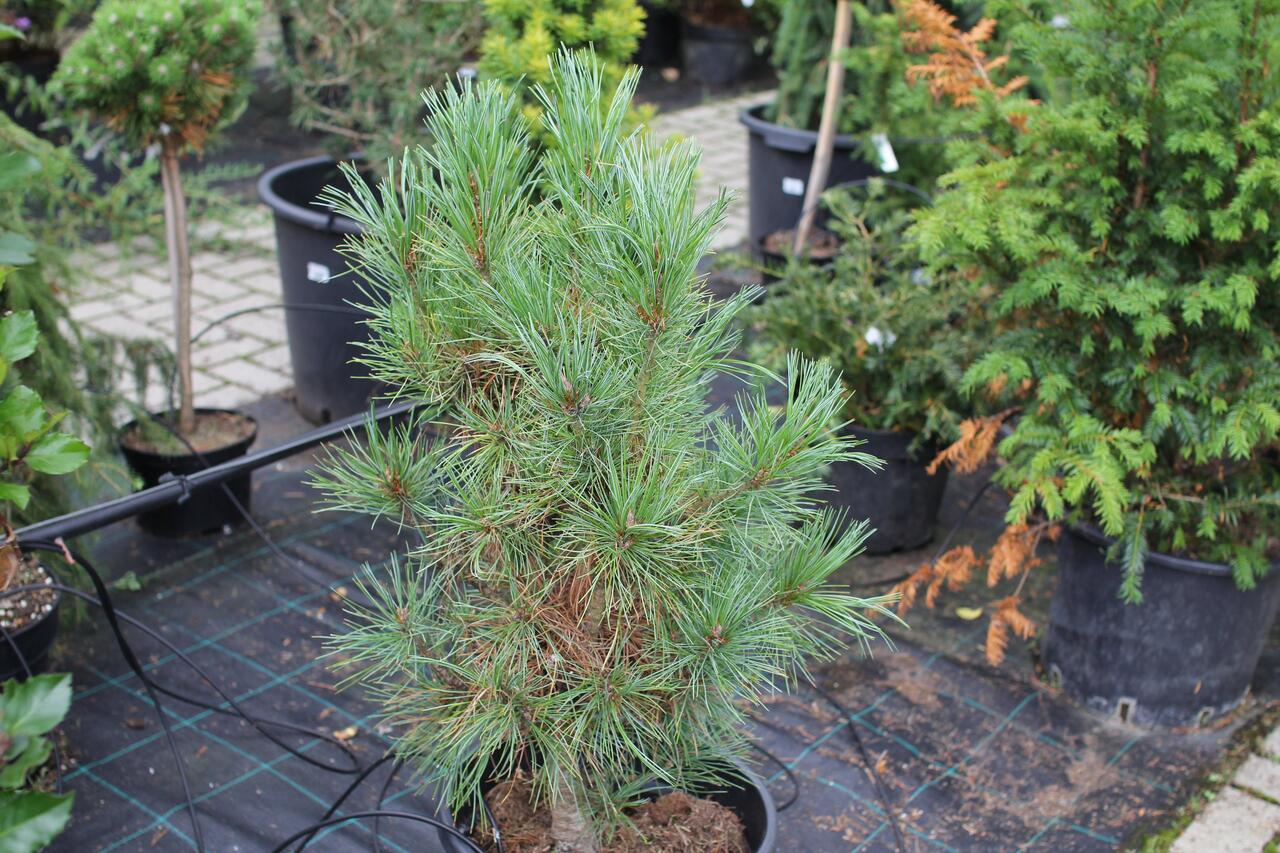 Borovice limba 'Sartori' - Pinus cembra 'Sartori' | Zahradnictví FLOS