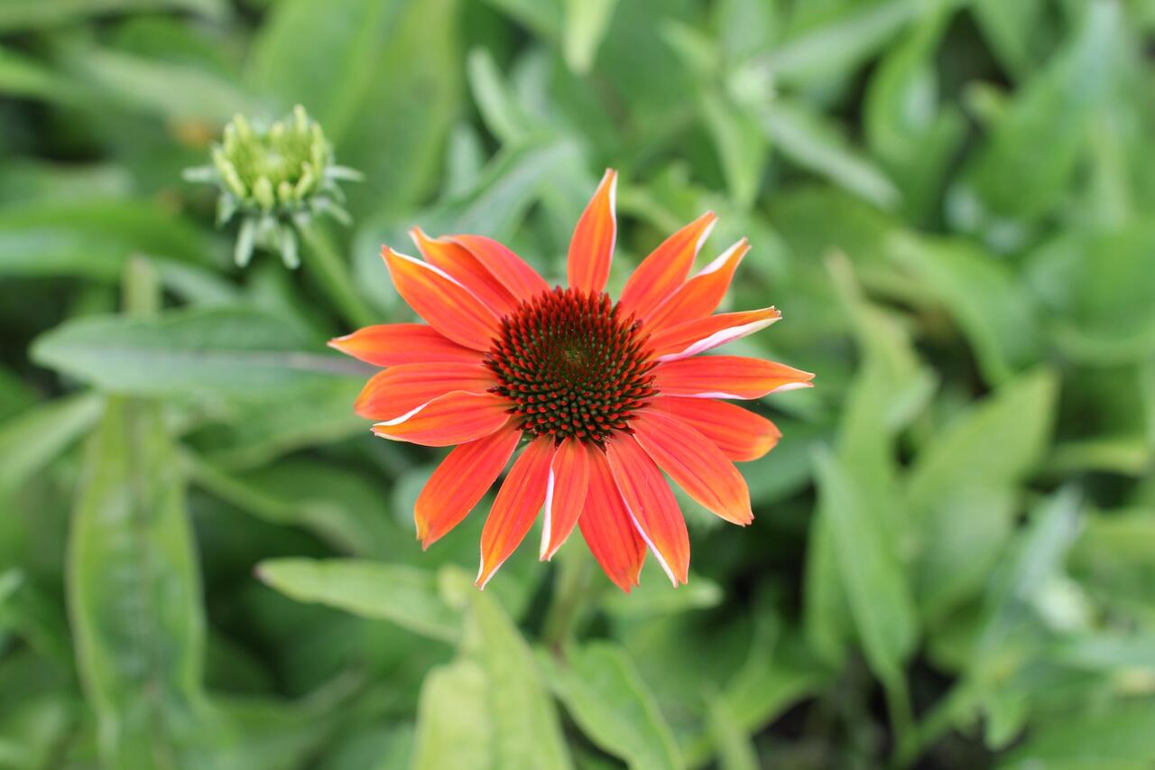 Třapatkovka nachová 'Prairie Blaze Orange Sunset' - Echinacea purpurea ...
