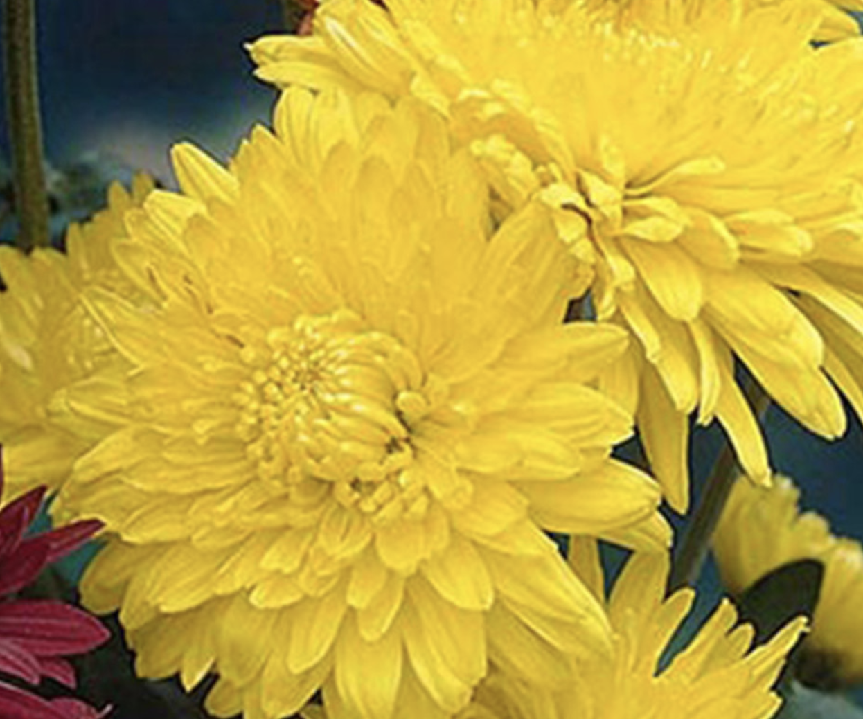 Listopadka indická 'Ellen Yellow' - Dendranthema indicum 'Ellen Yellow ...