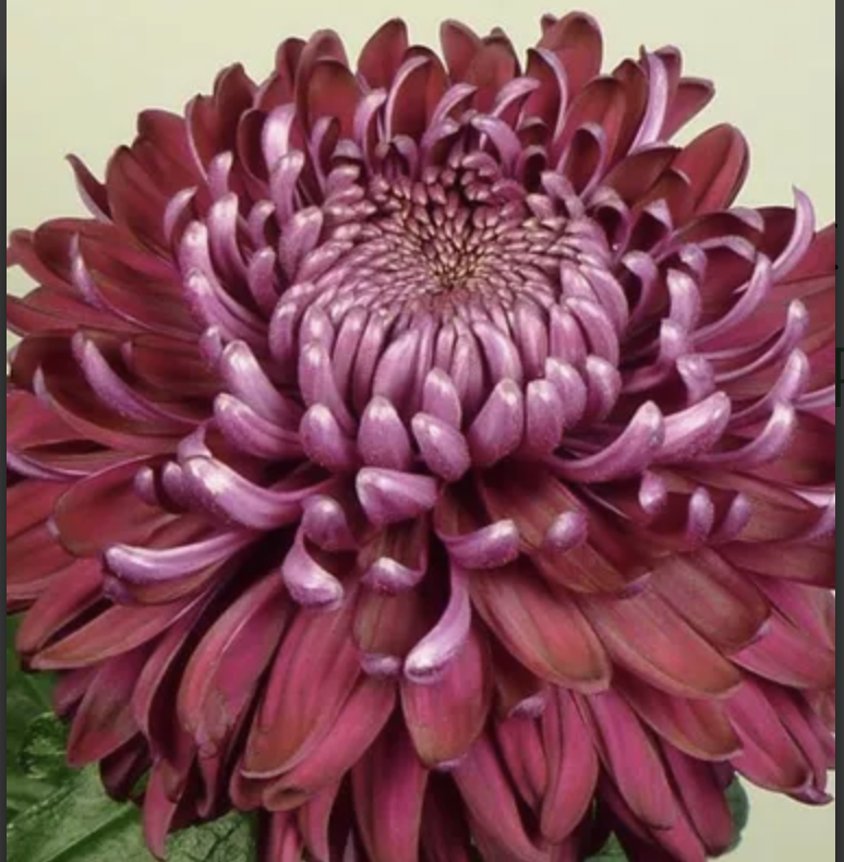 Listopadka indická 'Regal Mist Purple' - Dendranthema indicum 'Regal ...