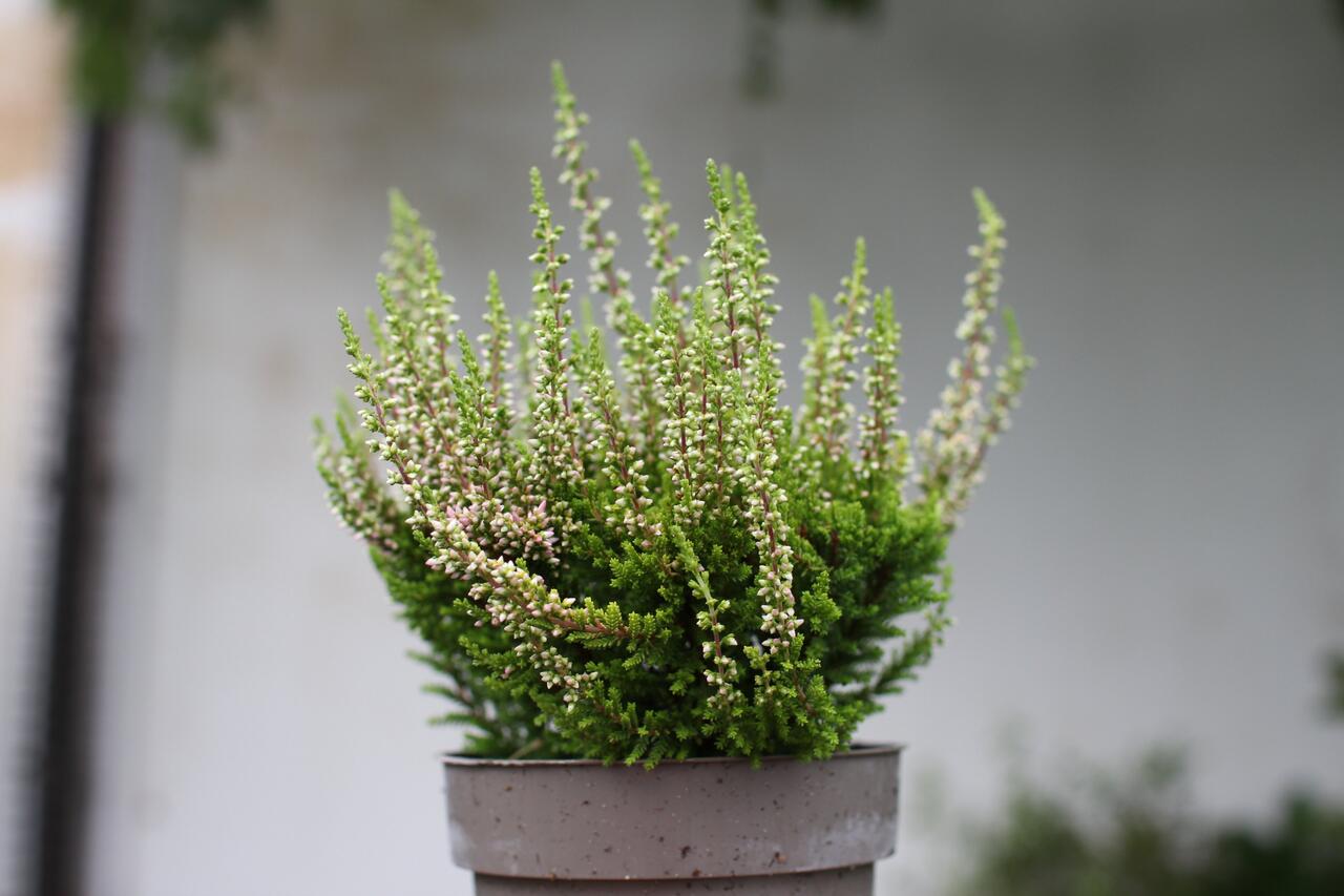 Vřes obecný 'Lilith' (Garden girls®) - Calluna vulgaris 'Lilith ...