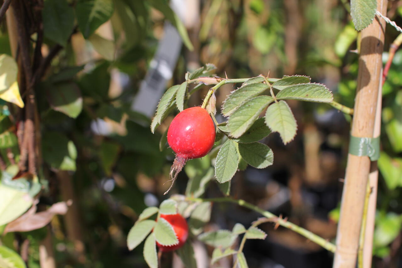 Růže dužnoplodá 'Karpatia' - Rosa villosa 'Karpatia' | Zahradnictví FLOS