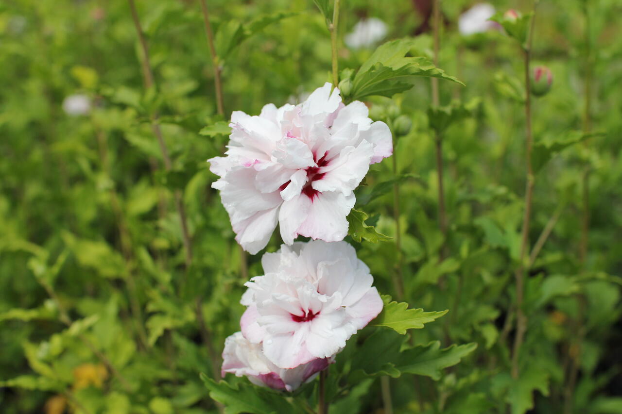 Ibišek syrský 'French cabaret Pastel' - Hibiscus syriacus 'French ...