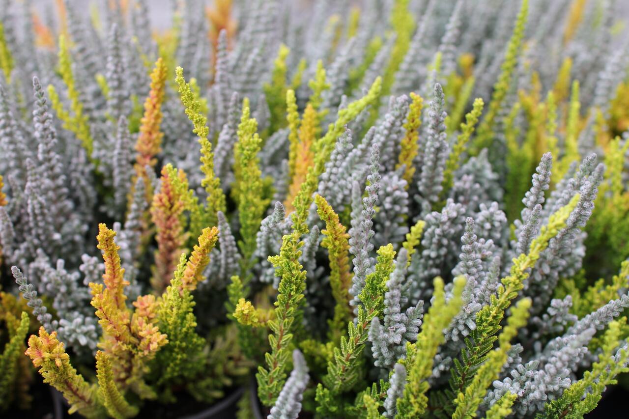 Vřes obecný (Sunset girls®) 'Trio Zoe, Zilly, Zeta' - Calluna vulgaris ...