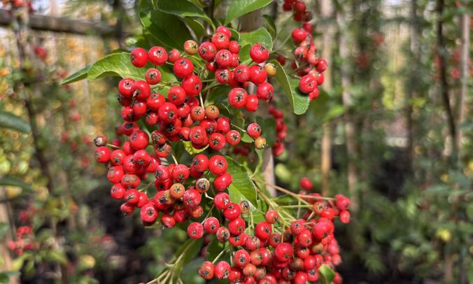 Tlustonitník klasnatý - Pachysandra terminalis | Zahradnictví FLOS