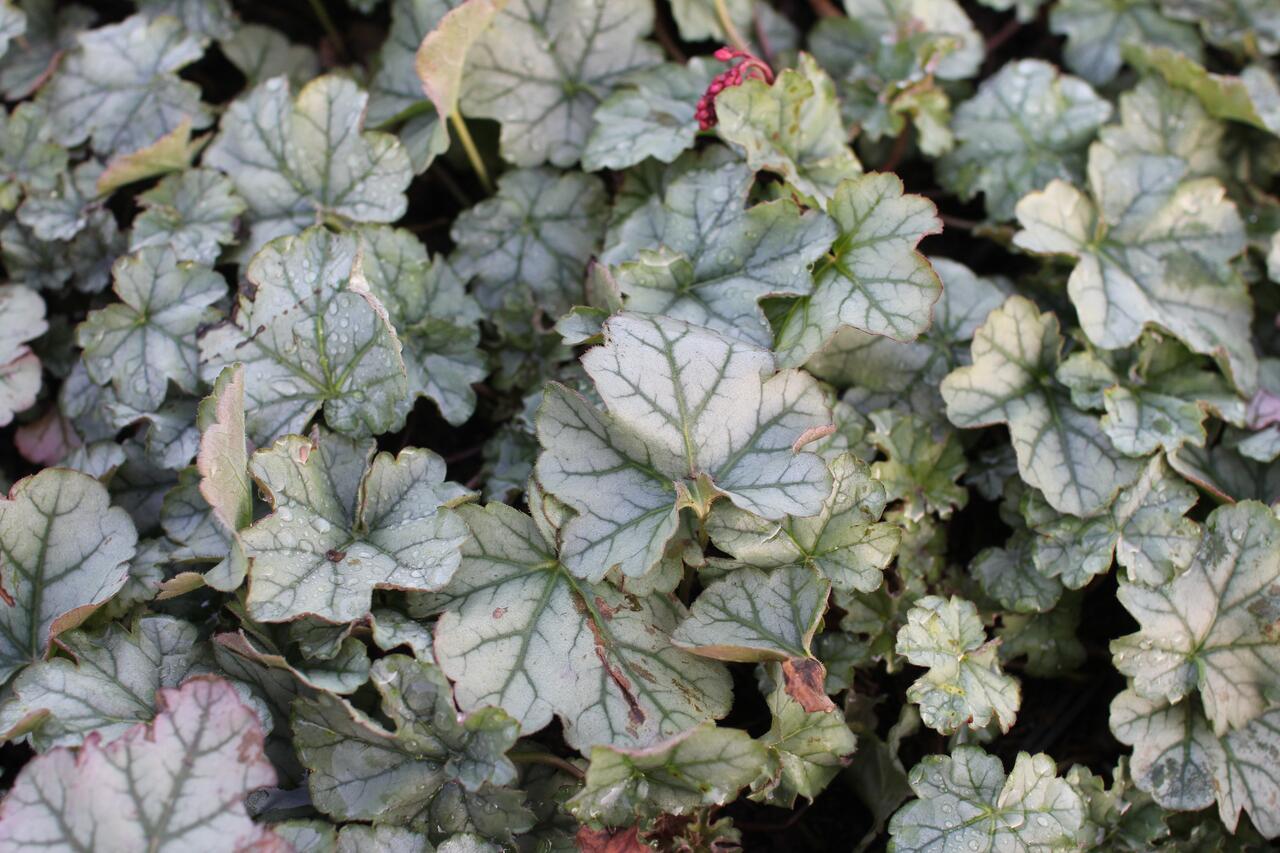 Dlužicha 'Shimmer' - Heuchera hybrida 'Shimmer' | Zahradnictví FLOS