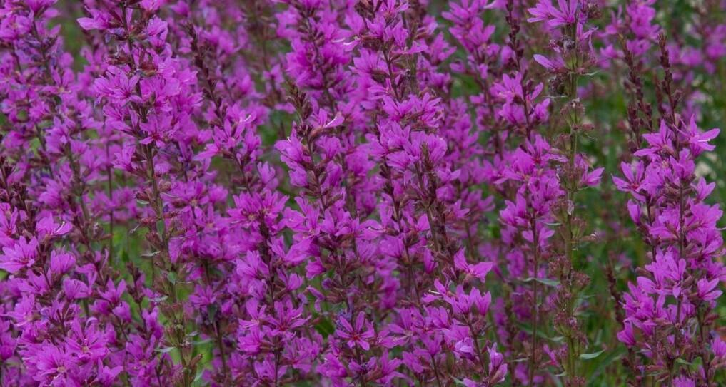 Kyprej vrbice 'Robert' - Lythrum salicaria 'Robert' | Zahradnictví FLOS